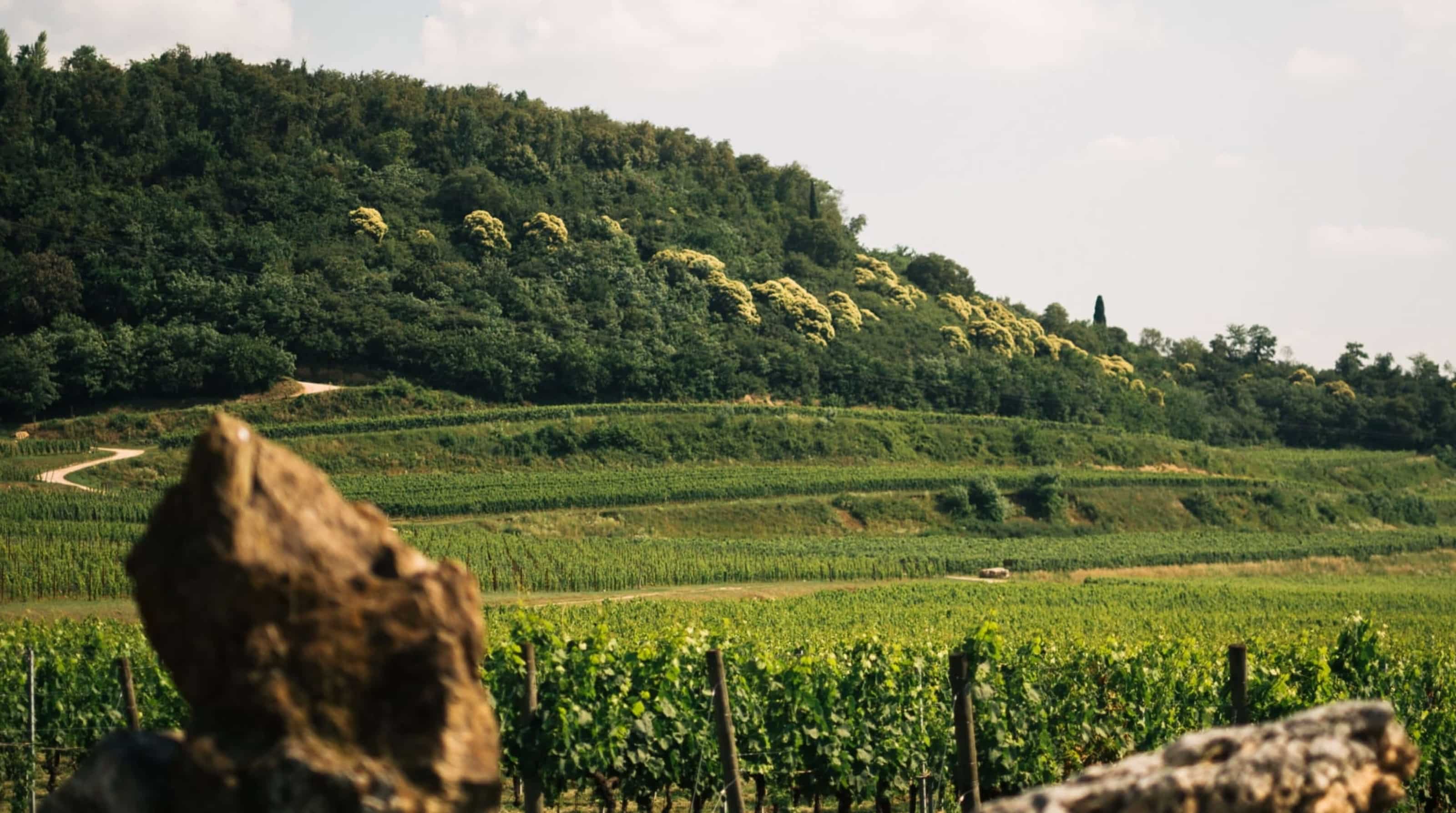 Verre Vert Case Study | Monttilva Web Design